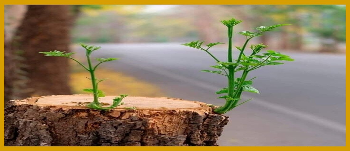 Raízes (Sil de Jesus) – Pedra Lascada